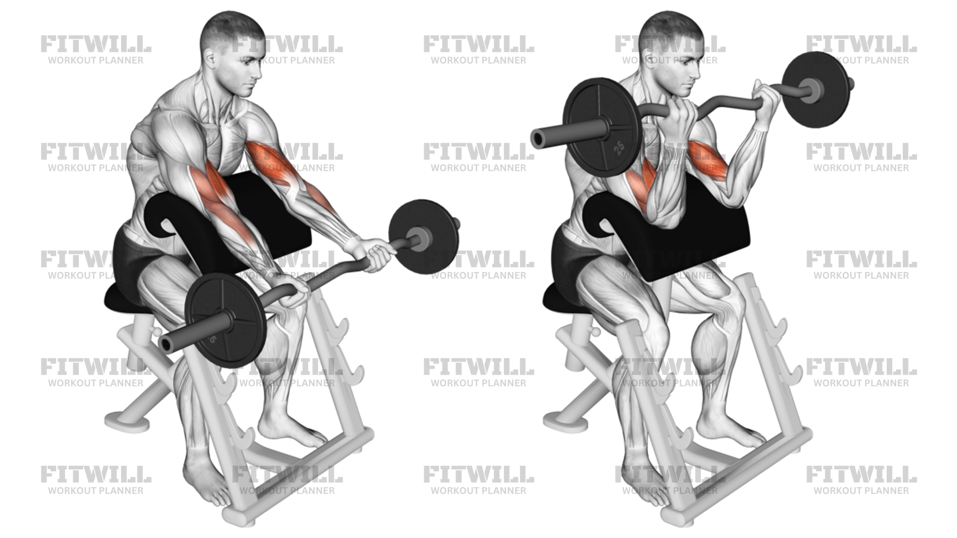 Curl En Banco Scott Con Barra EZ: Guía de Ejercicios, Video, Técnicas ...