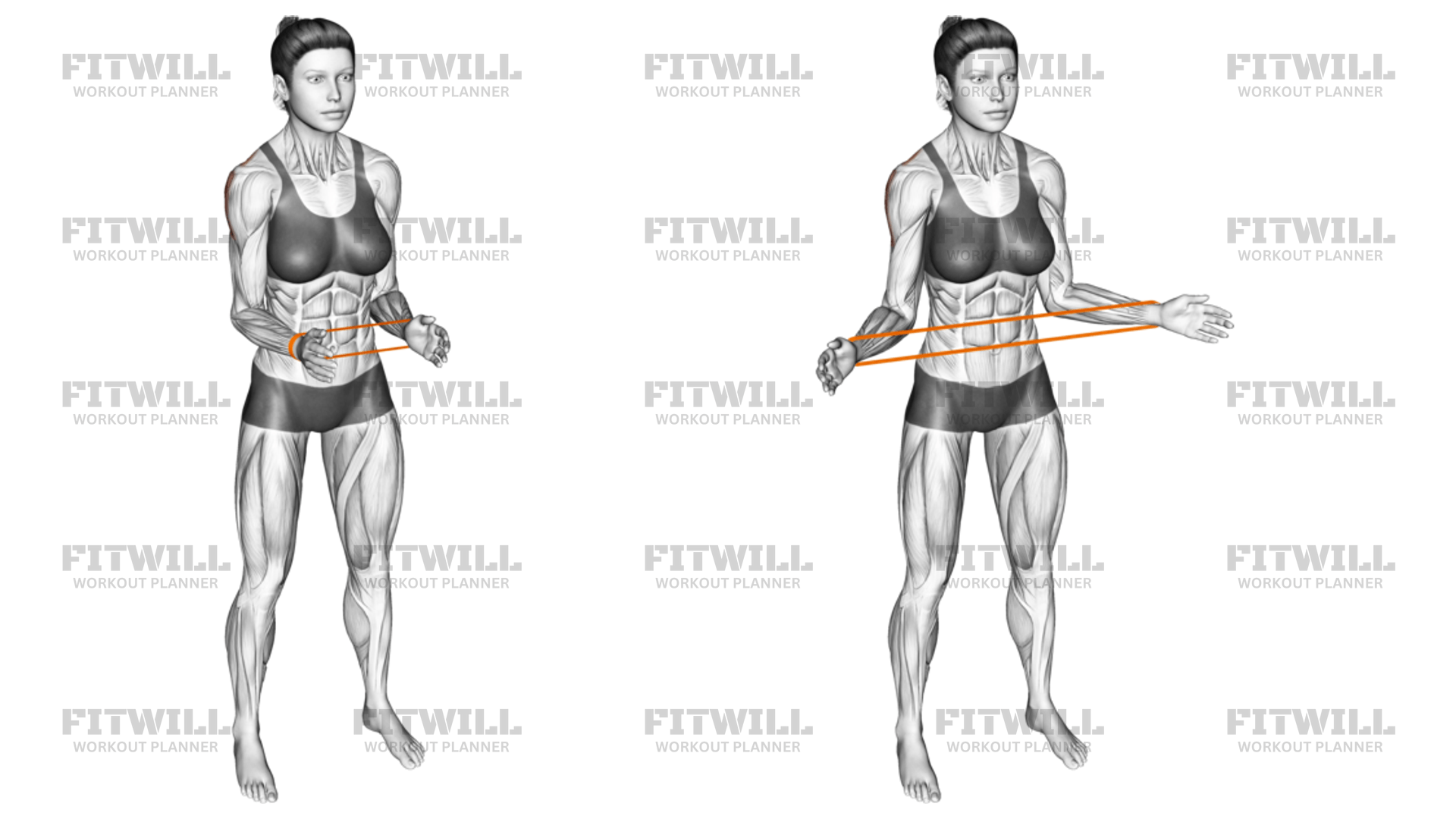 Resistance Band Standing External Rotation: Exercise Guide, Video ...