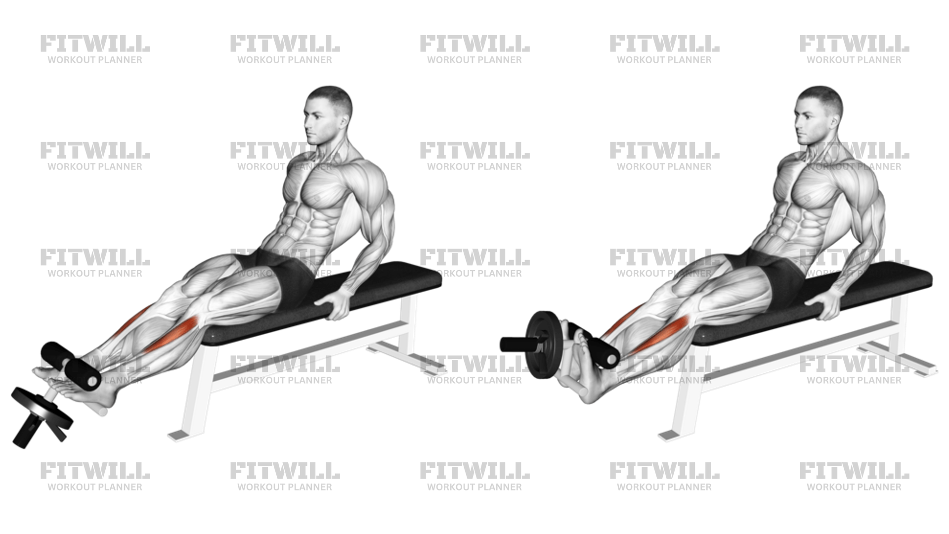 Weighted Plate Tibialis Anterior Curl: Exercise Guide, Video ...