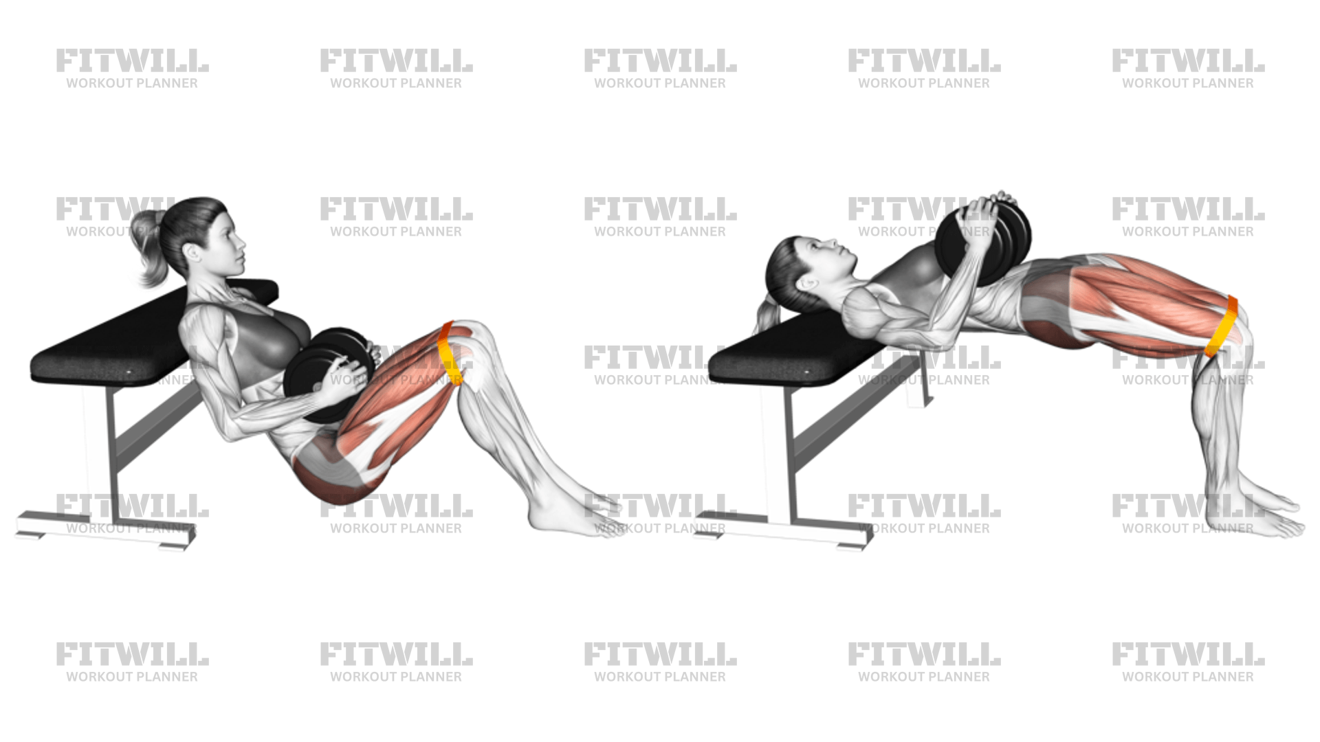 Dumbbell Banded Hip Thrust: Exercise Guide, Video, Techniques, Benefits ...