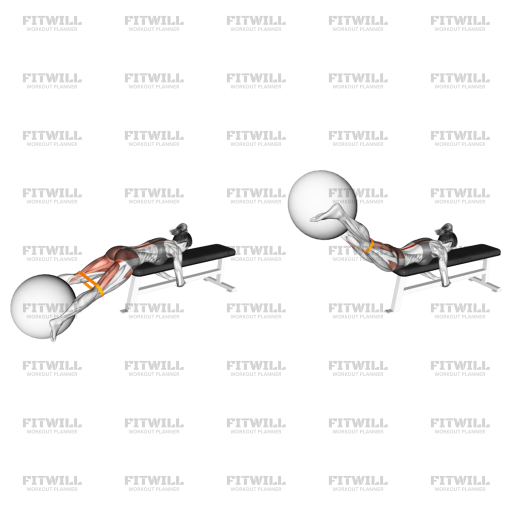 Resistance Band Reverse Hyper With Stability Ball On Flat Bench ...