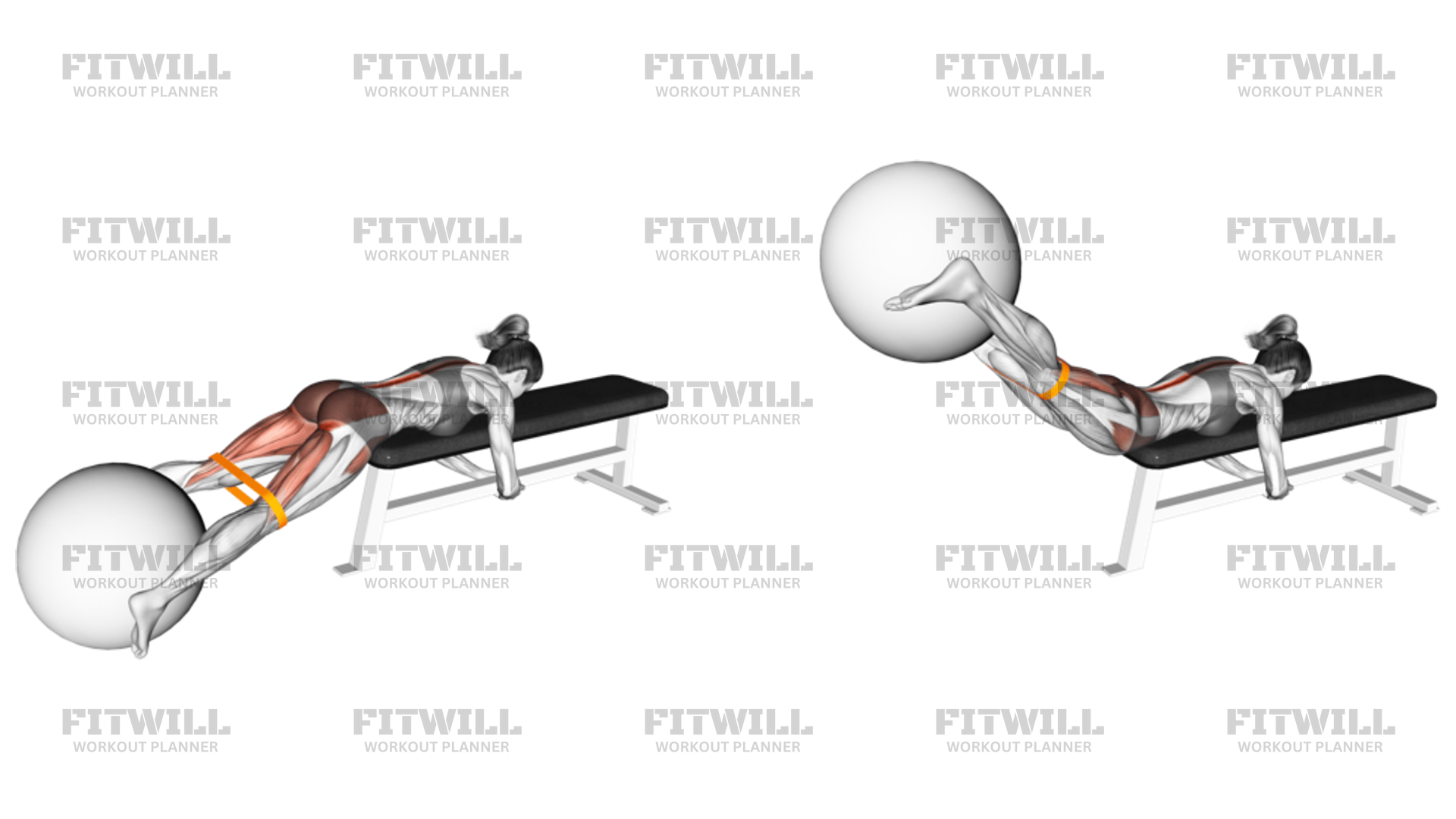 Resistance Band Reverse Hyper With Stability Ball On Flat Bench ...