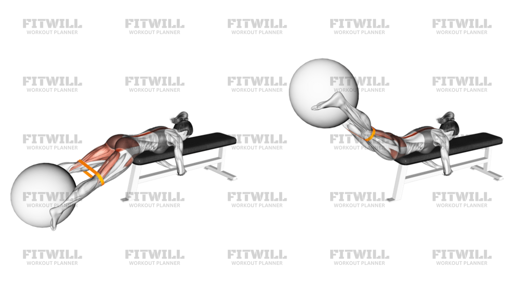 Resistance Band Reverse Hyper With Stability Ball On Flat Bench ...