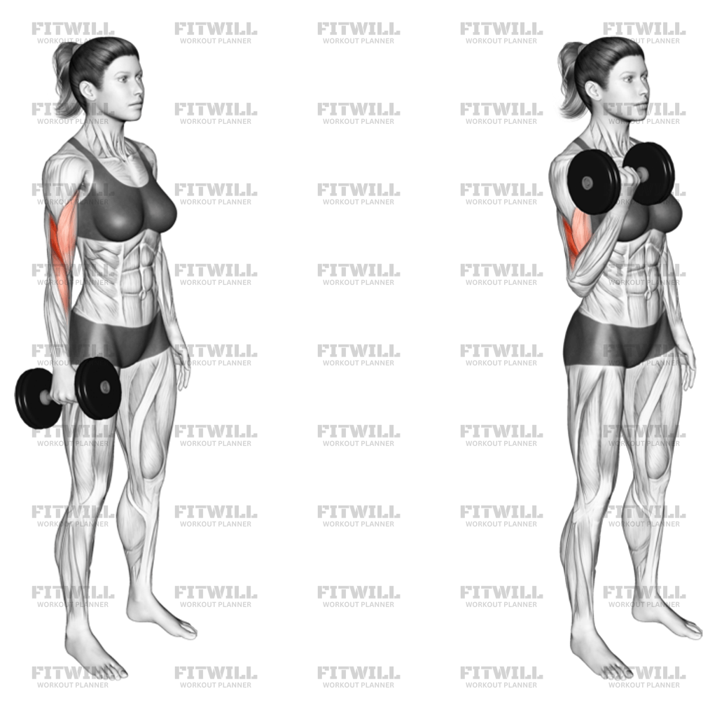 Curl De Bíceps Con Mancuerna De Pie Con Un Brazo: Video de Ejercicio | Fitwill