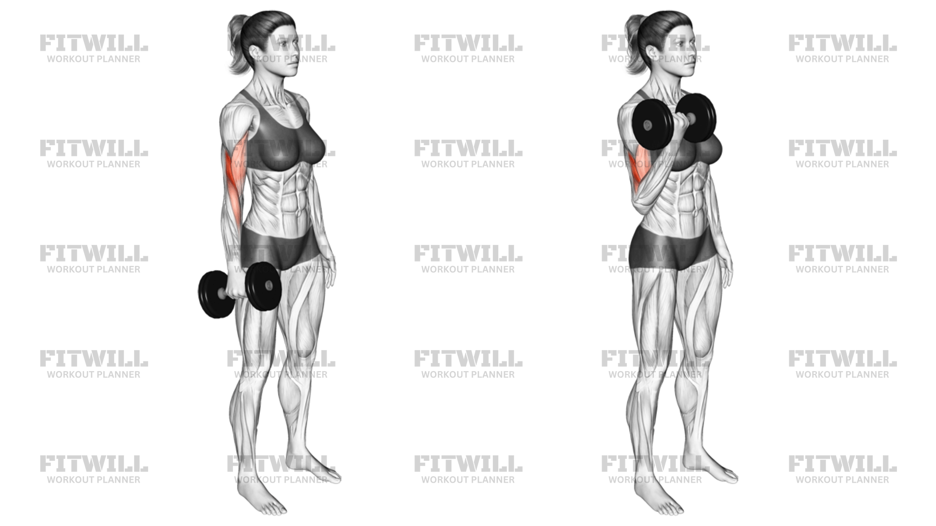 Dumbbell Standing Single Arm Biceps Curl: Exercise Guide, Video ...