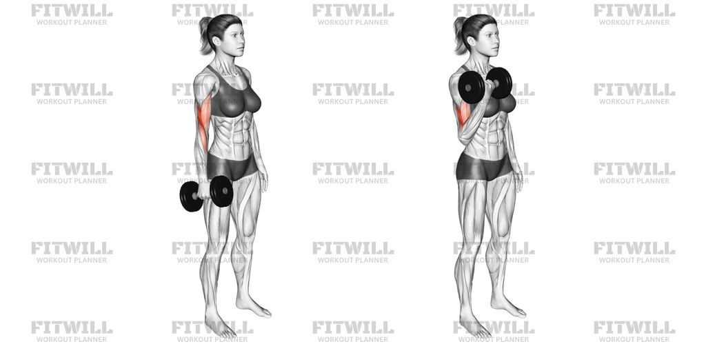 Dumbbell Standing Single Arm Biceps Curl: Exercise Guide, Video ...
