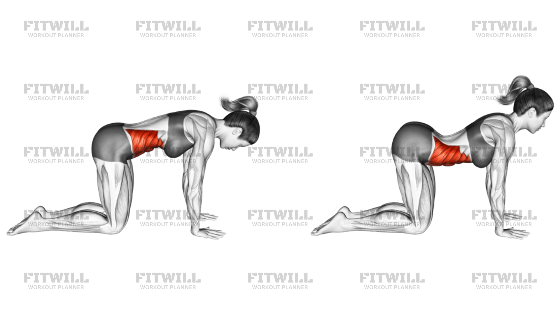 Cow Yoga Pose Bitilasana: Exercise Guide, Video, Techniques, Benefits ...