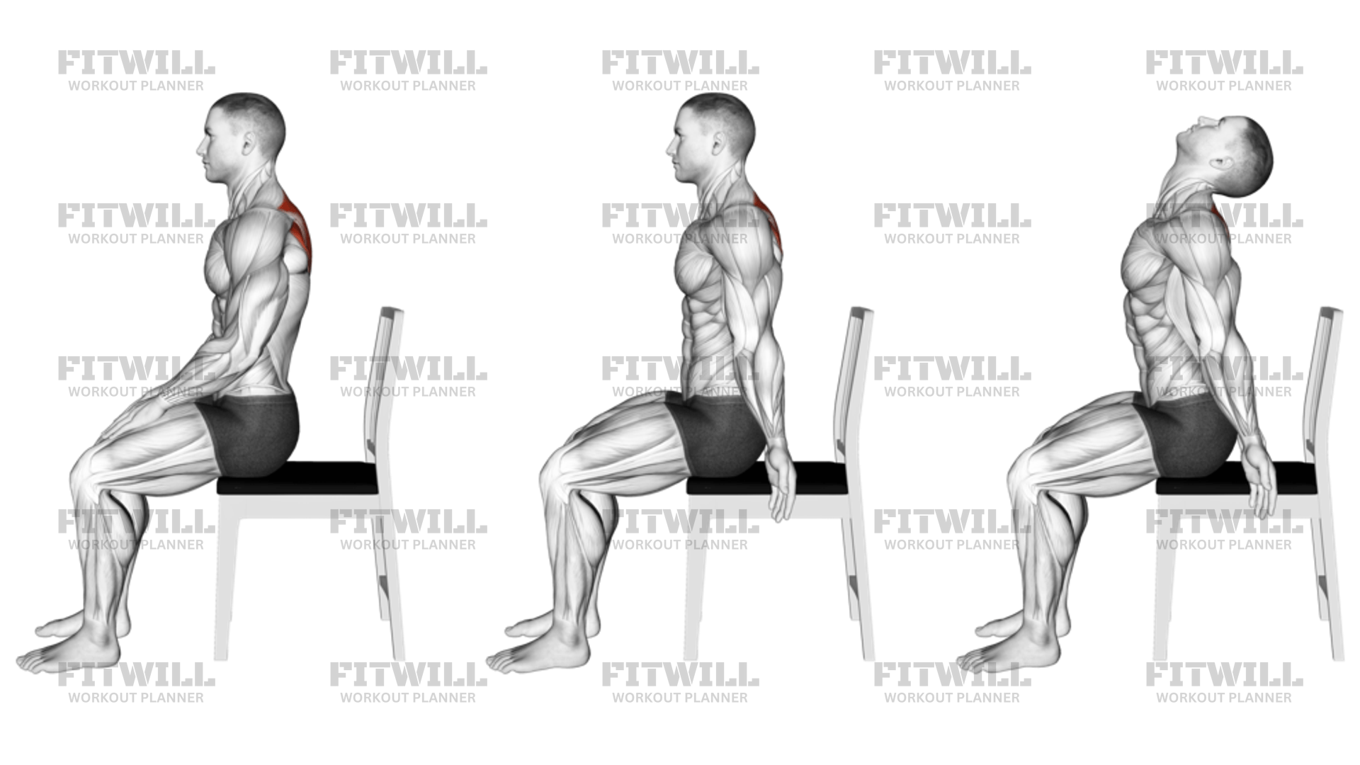 Aducción Escapular Sentado: Guía de Ejercicios, Video, Técnicas ...