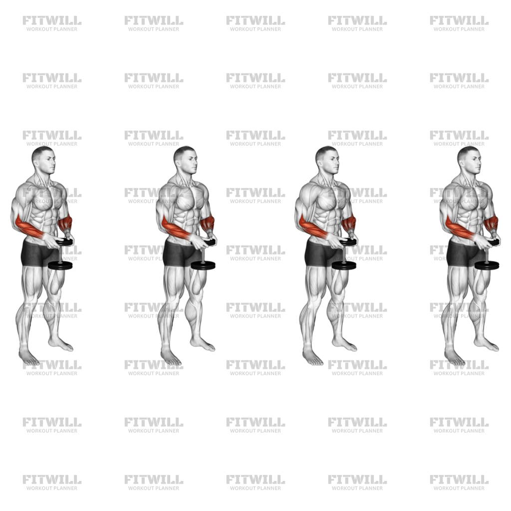 Dumbbell Standing Hands Torsion: Exercise Video | Fitwill
