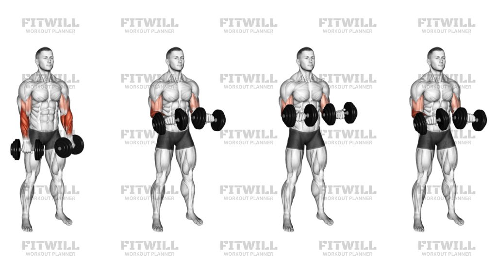 Dumbbell Standing Reverse Curl Rotate: Exercise Guide, Video, Techniques, Benefits, How to ...