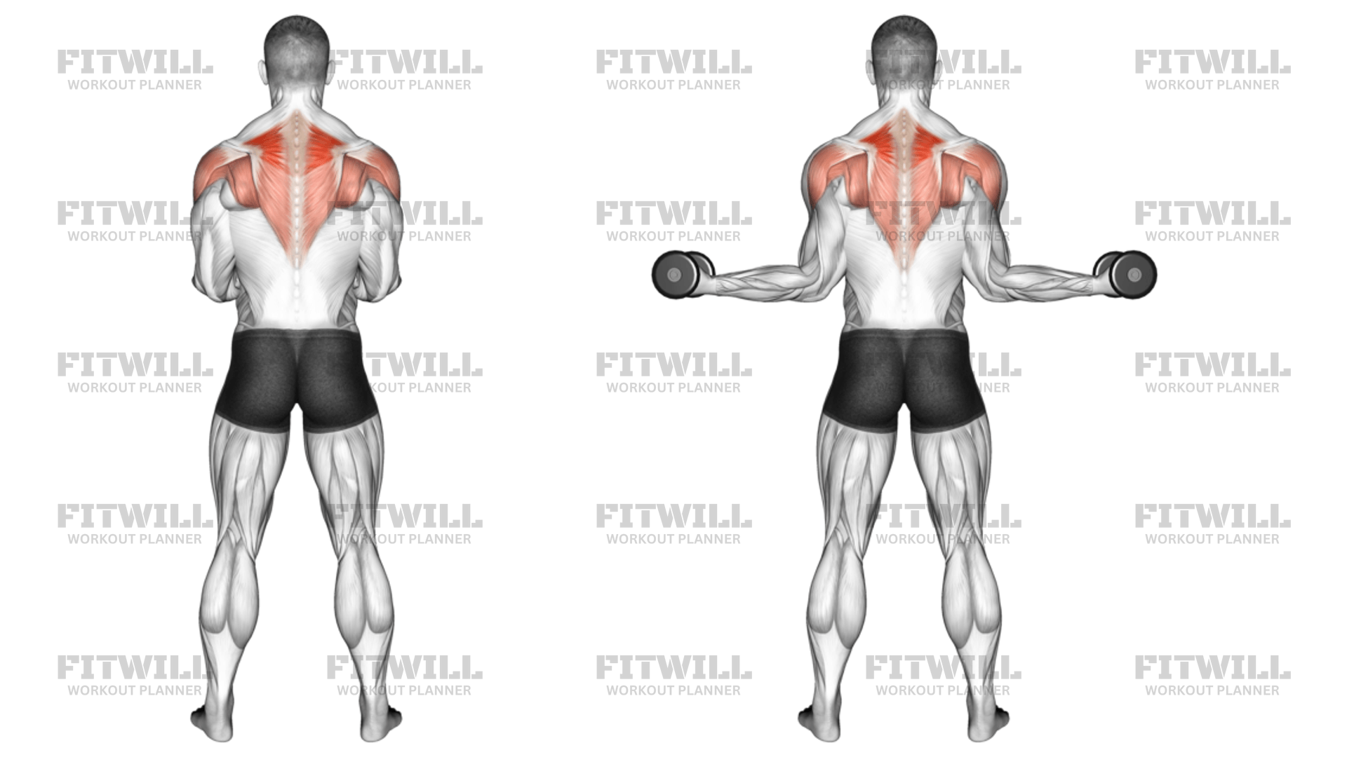 Dumbbell Standing Scapular External Rotation: Exercise Guide, Video ...
