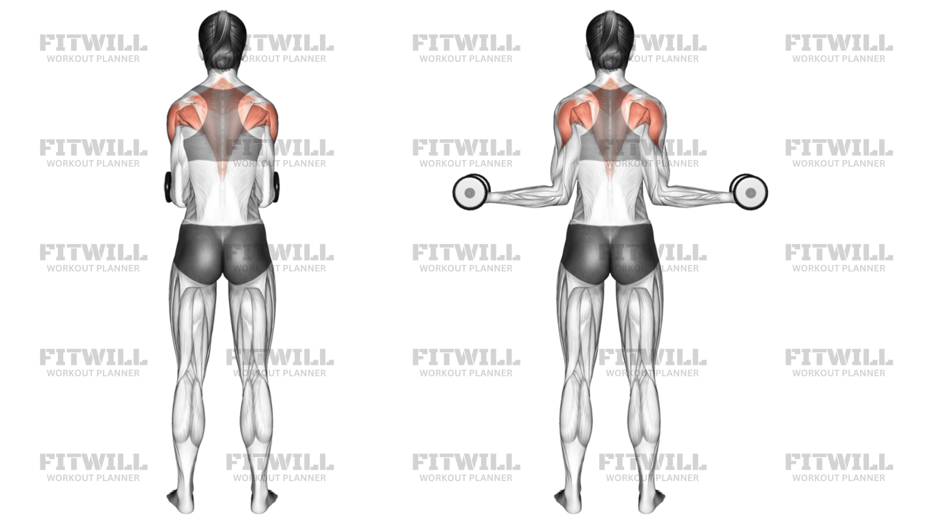 Dumbbell Standing Scapular External Rotation Exercise Video Fitwill