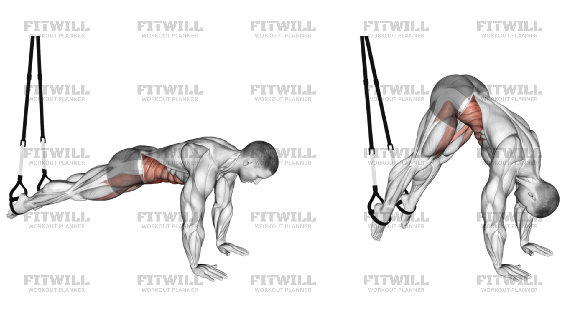 Suspender Pike: Exercise Guide, Techniques, Benefits, How to, Muscles ...