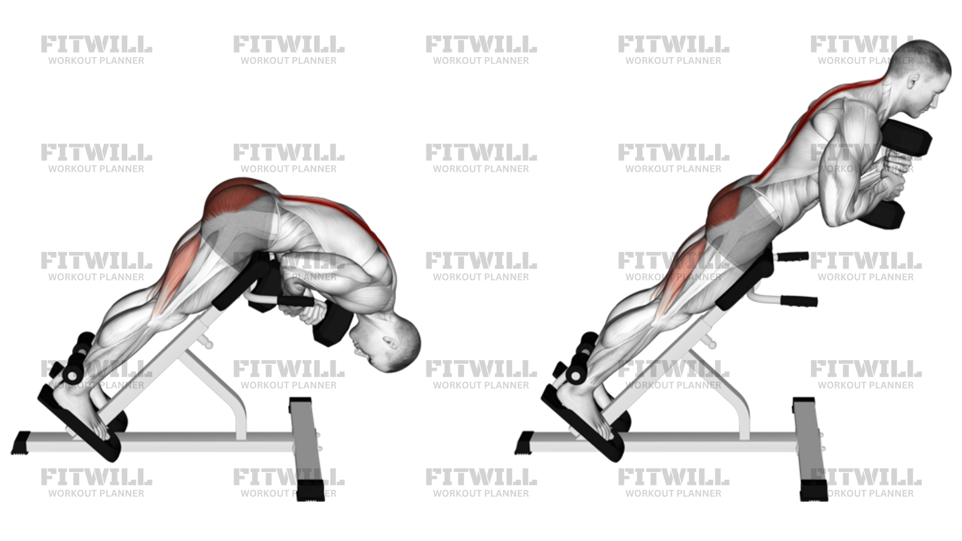 Dumbbell Hyperextension: Exercise Guide, Techniques, Benefits, How to ...