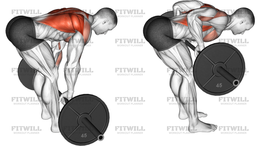 Barbell Bent Over Row: Guide, Techniques, Benefits, How to, Muscles Worked, Tips & Tricks | Fitwill