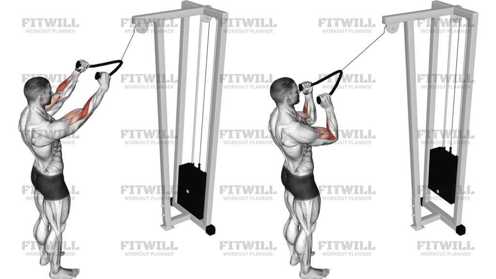 Cable Standing Pulldown (with rope): Guide, Techniques, Benefits, How ...