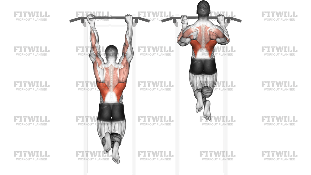 Shoulder - Transverse Flexion - Articulations: Guide, Techniques ...