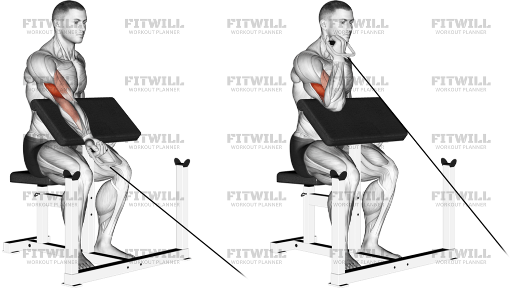 Cable Seated One Arm Concentration Curl: Guide, Techniques, Benefits ...