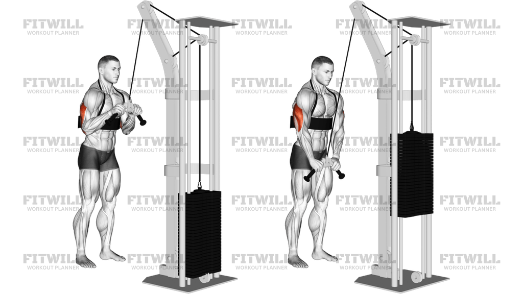 Cable Triceps Pushdown (V-bar) (with arm blaster): Guide, Techniques ...