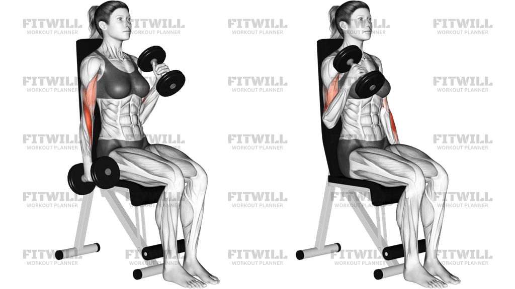 Dumbbell Seated Drag Curl: Guide, Techniques, Benefits, How to, Muscles ...