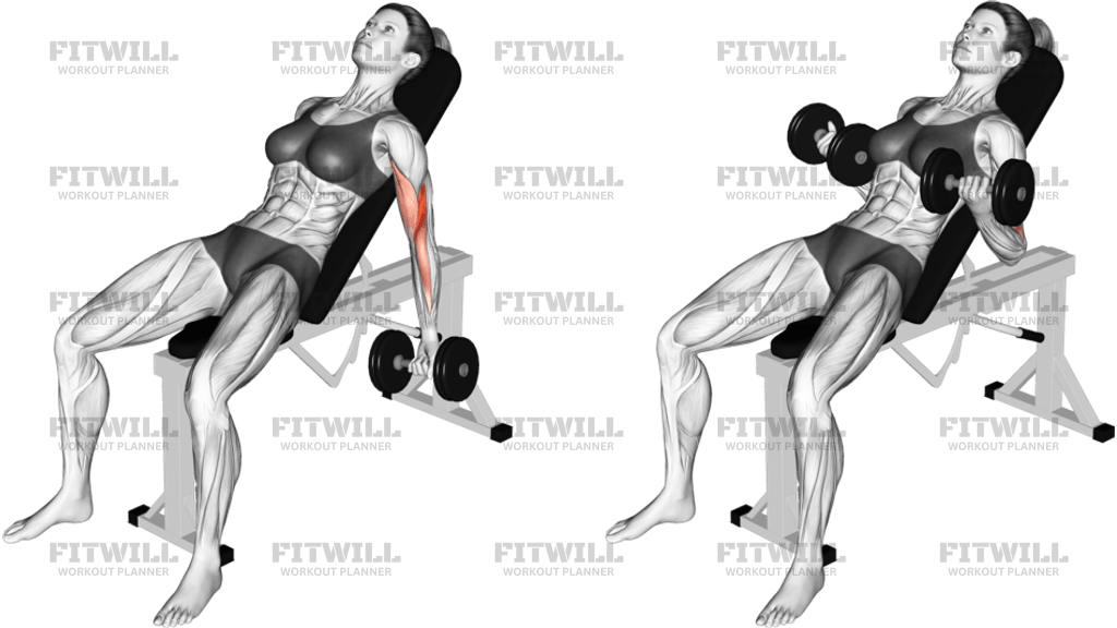 Dumbbell Standing One Arm Curl (over incline bench): Guide, Techniques, Benefits, How to ...