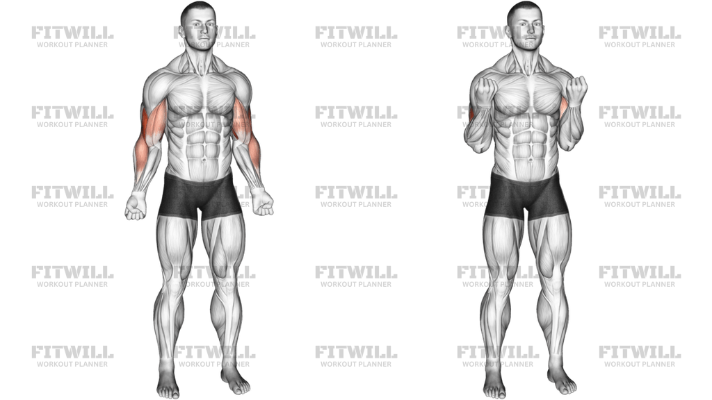 Bodyweight Standing Biceps Curl (VERSION 2): Guide, Techniques, Benefits, How to, Muscles Worked ...